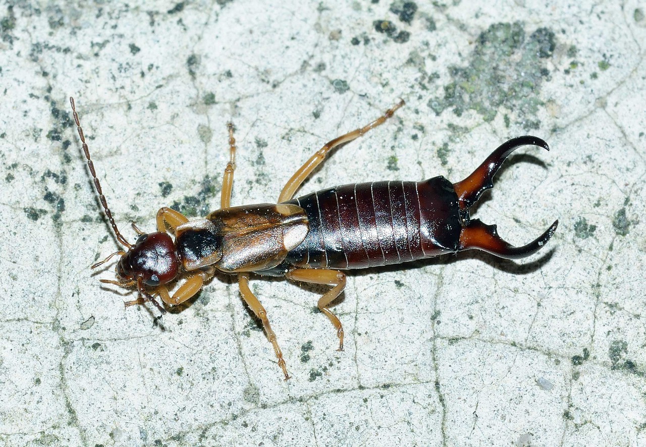 Avista Pest Control - How to Get Rid Earwigs of in 2023