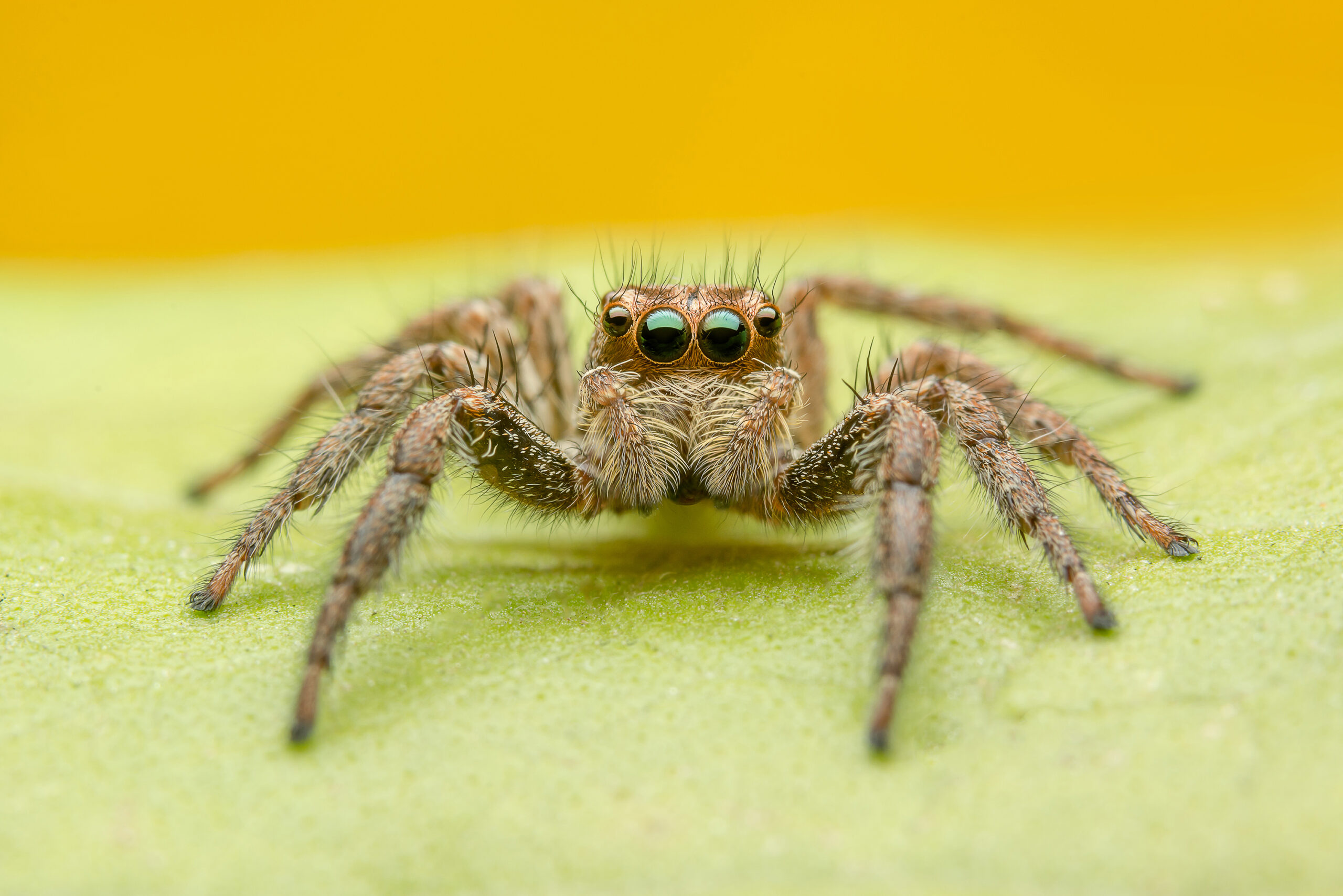 Avista Pest Control - 8 Proven Tips on How to Get Rid of Spiders Naturally